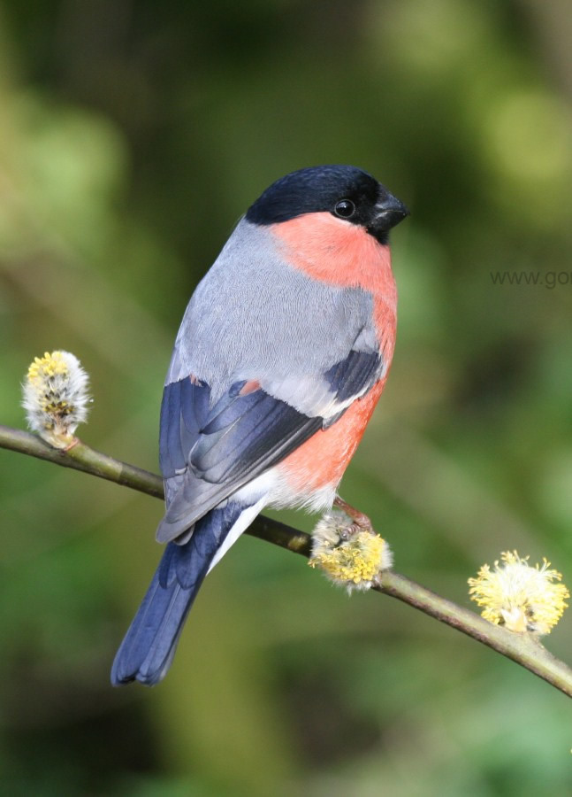 Online Photo Gallery - Gordon Yates