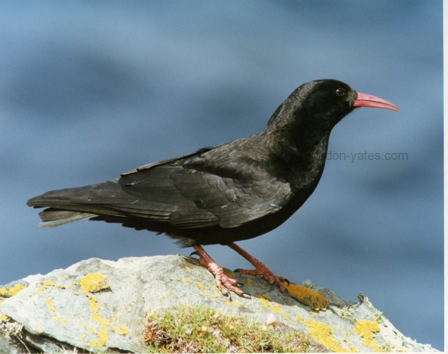 Online Photo Gallery - Gordon Yates