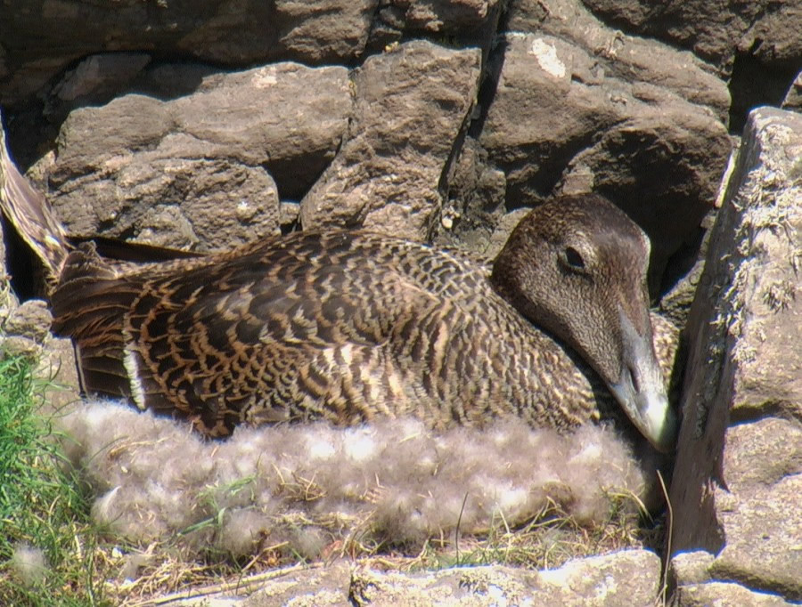 Online Photo Gallery - Gordon Yates