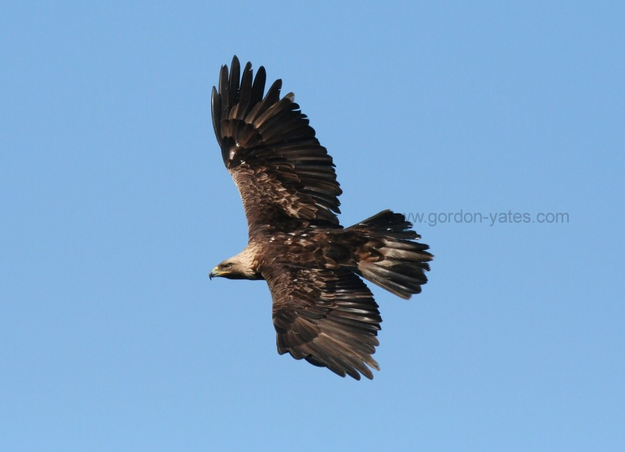 Online Photo Gallery - Gordon Yates