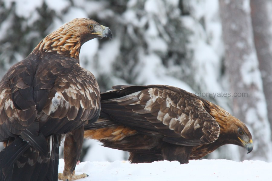 Online Photo Gallery - Gordon Yates