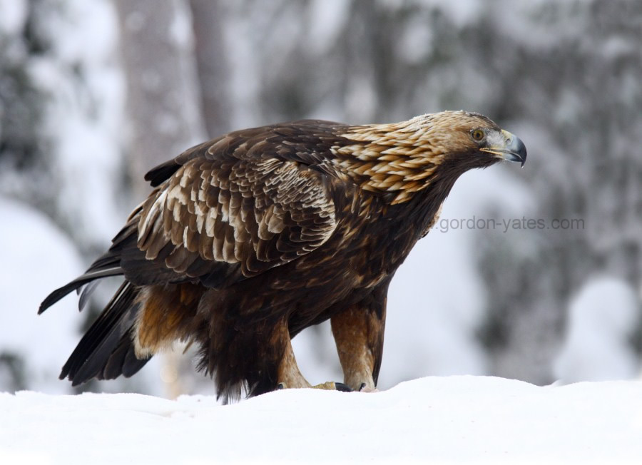 Online Photo Gallery - Gordon Yates