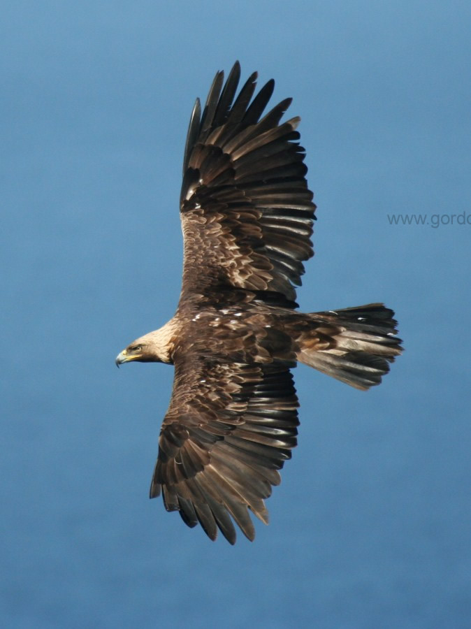 Online Photo Gallery - Gordon Yates