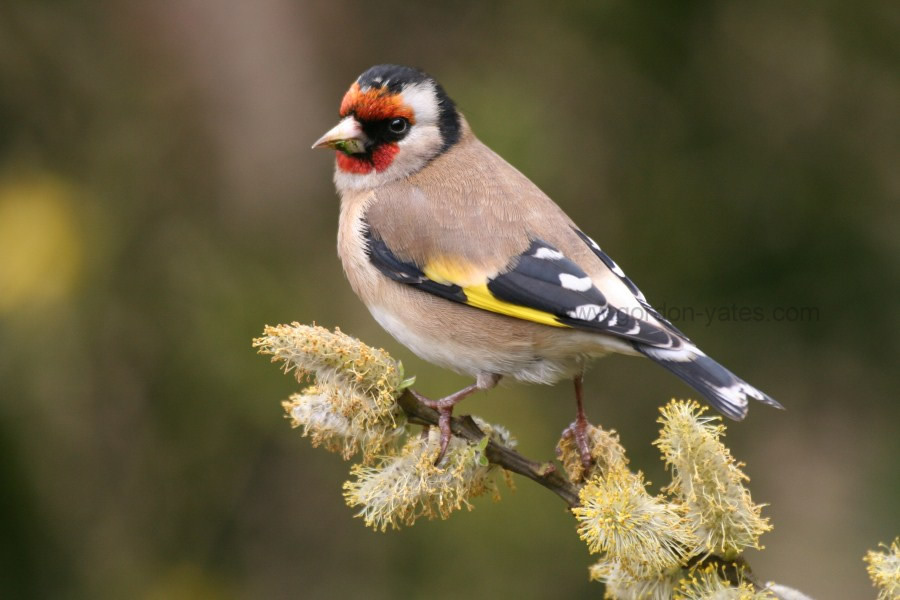 Online Photo Gallery - Gordon Yates