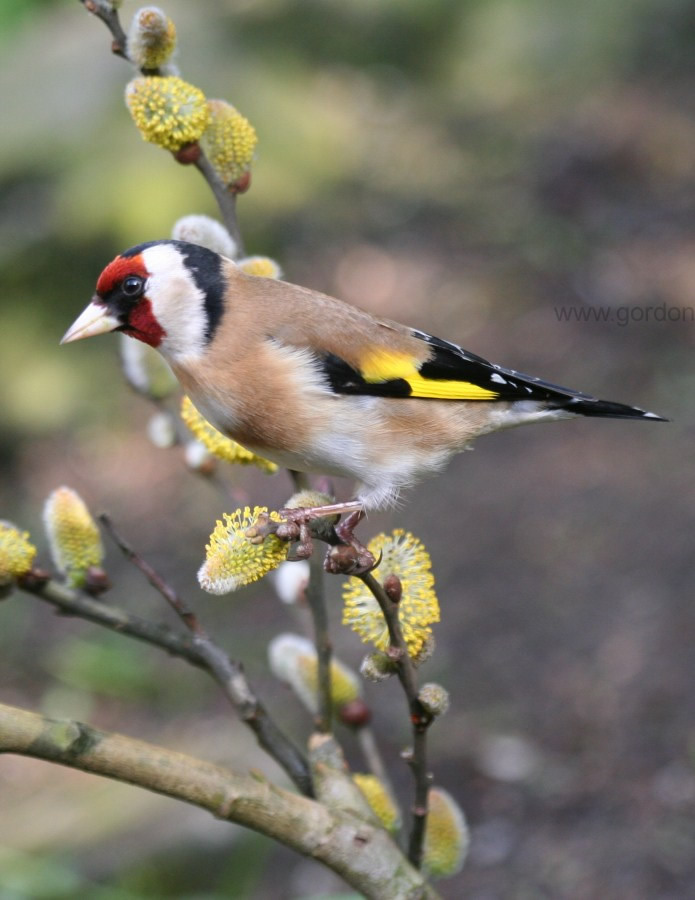 Online Photo Gallery - Gordon Yates