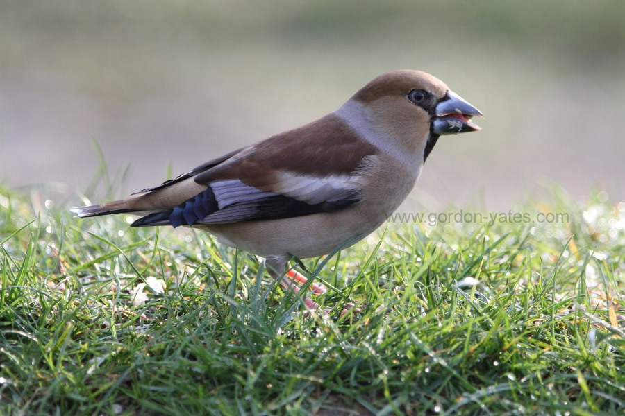 Online Photo Gallery - Gordon Yates