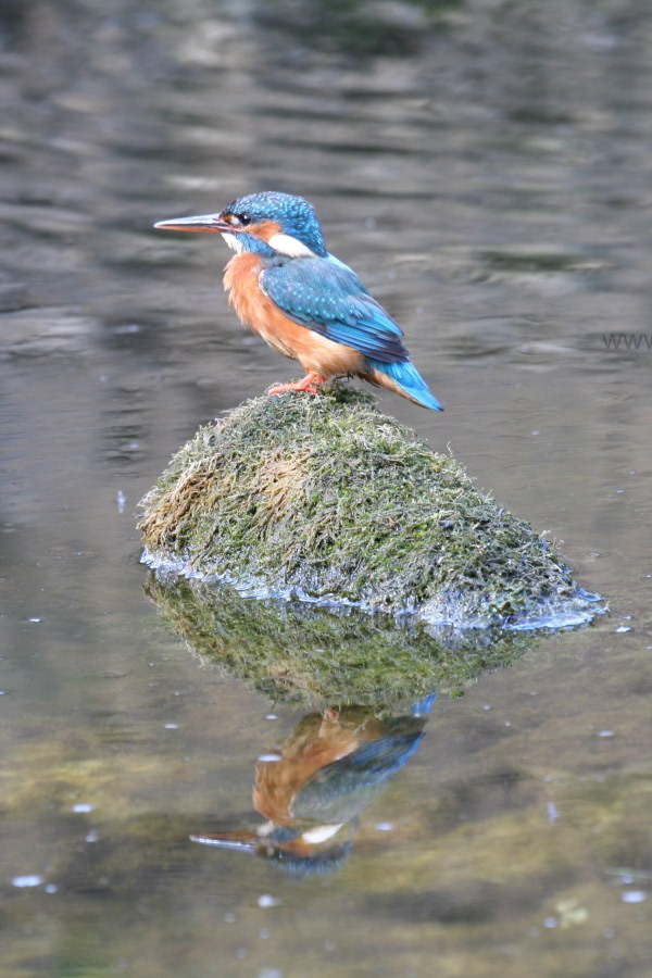 Online Photo Gallery - Gordon Yates