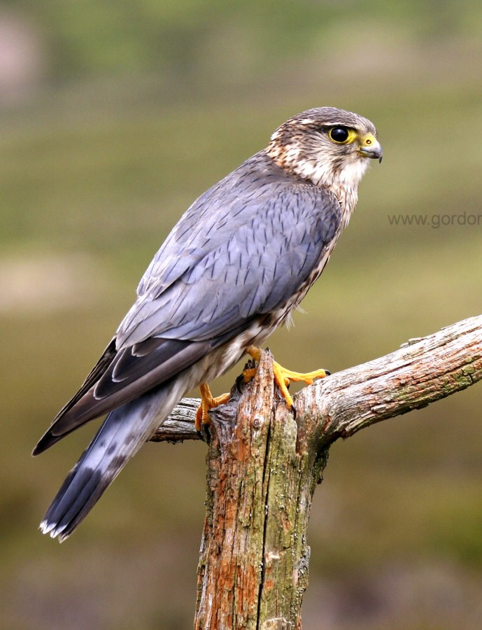 Online Photo Gallery - Gordon Yates