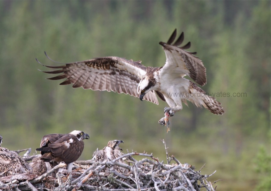 Online Photo Gallery - Gordon Yates