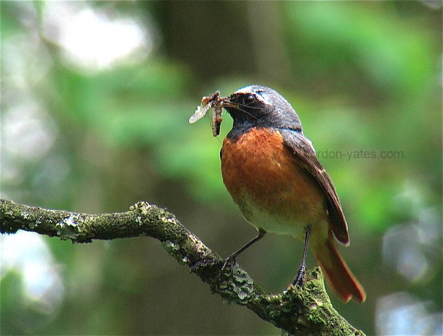 Online Photo Gallery - Gordon Yates