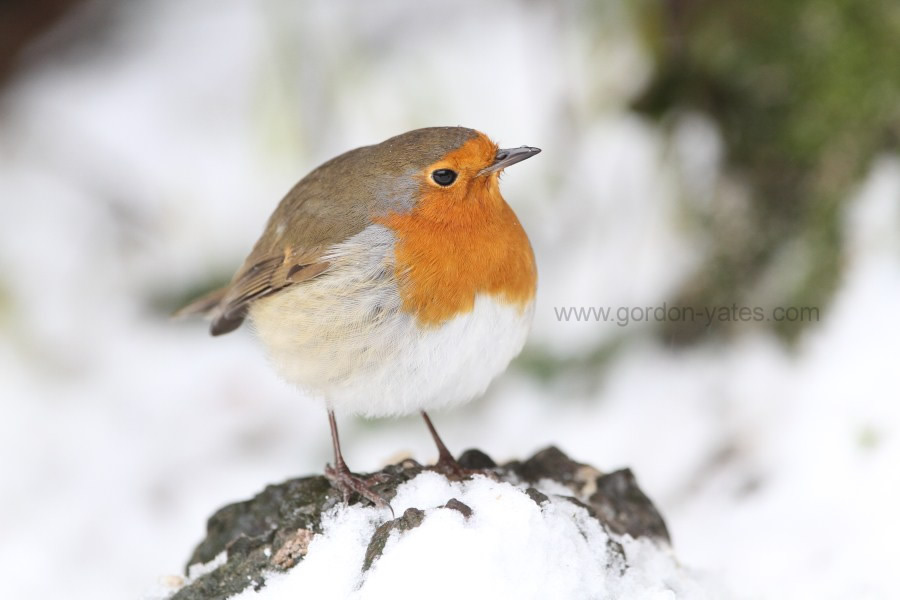 Online Photo Gallery - Gordon Yates